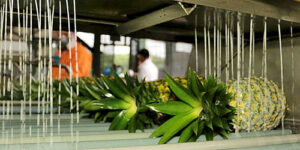 Exportación de piñas llegó a 100 mil toneladas en 2021 » QuieroTv